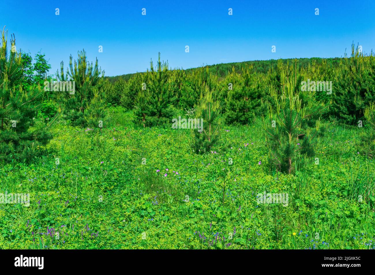 Transitional forest hi-res stock photography and images - Alamy