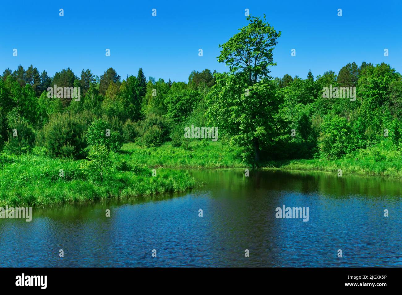 Plant of fen meadows hi-res stock photography and images - Alamy