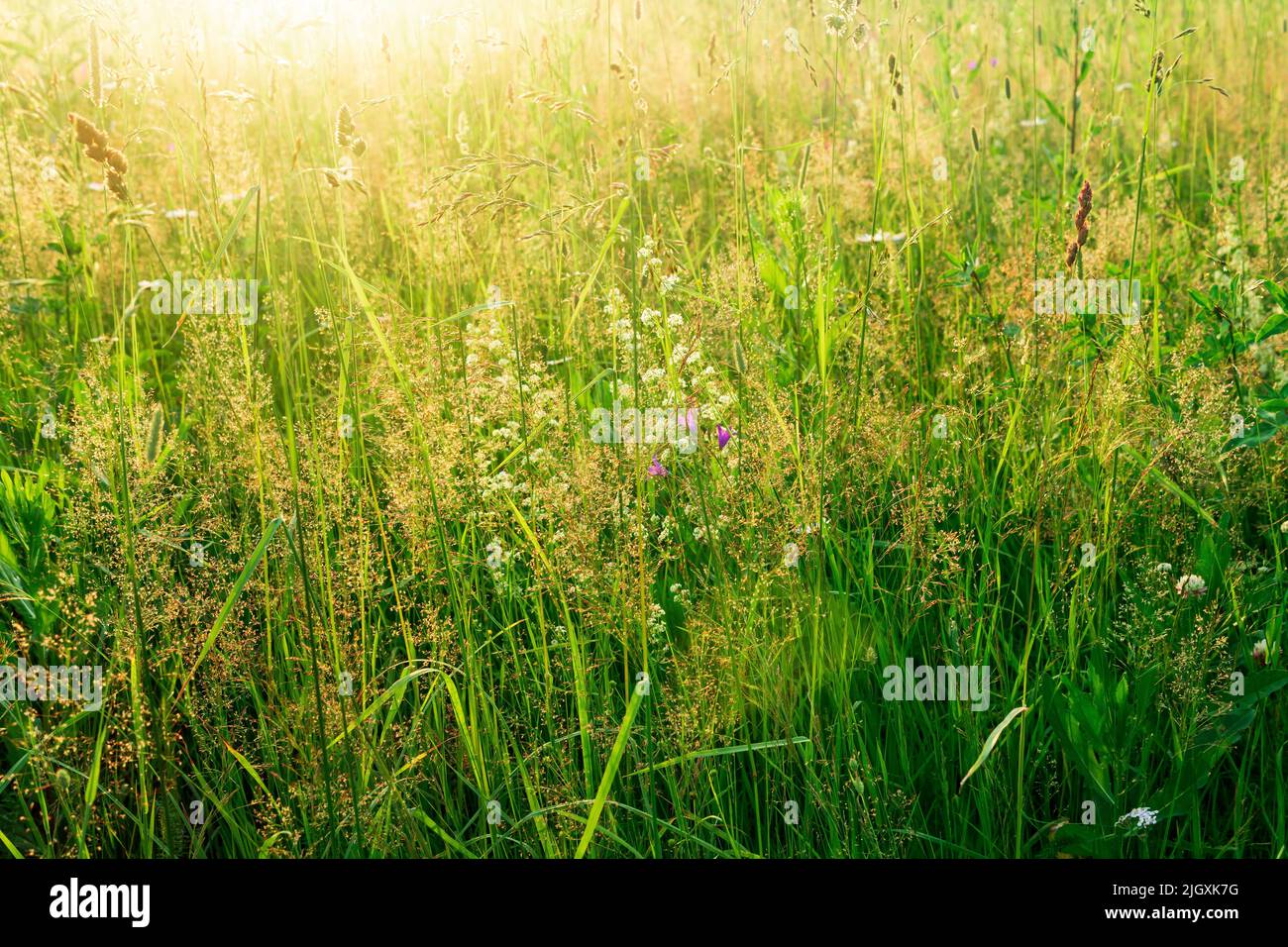 meadow grasses in the sun, warm natural background Stock Photo - Alamy