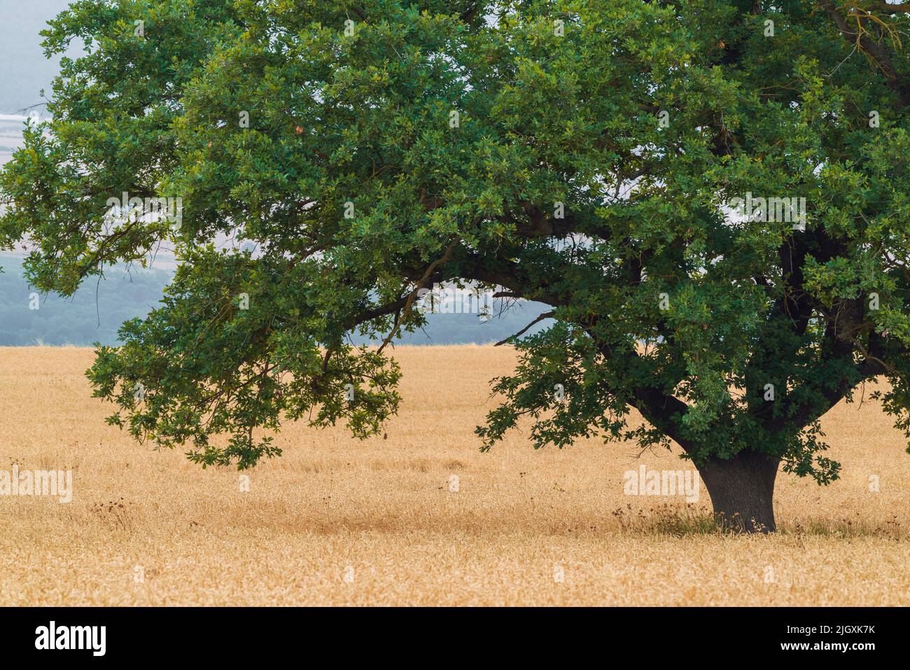 Tree in a wheat field in front of mountains Stock Photo - Alamy