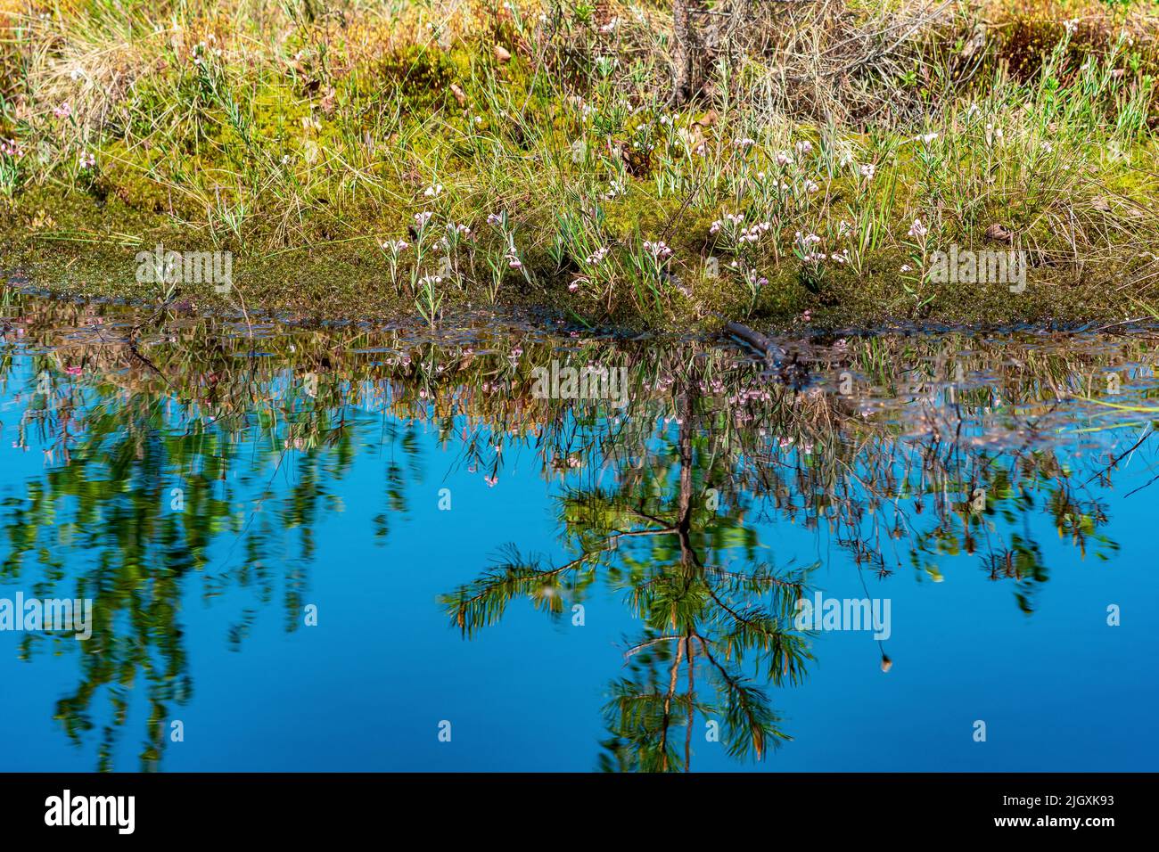 swamp landscape with grass tussocks and reflection in open water Stock ...