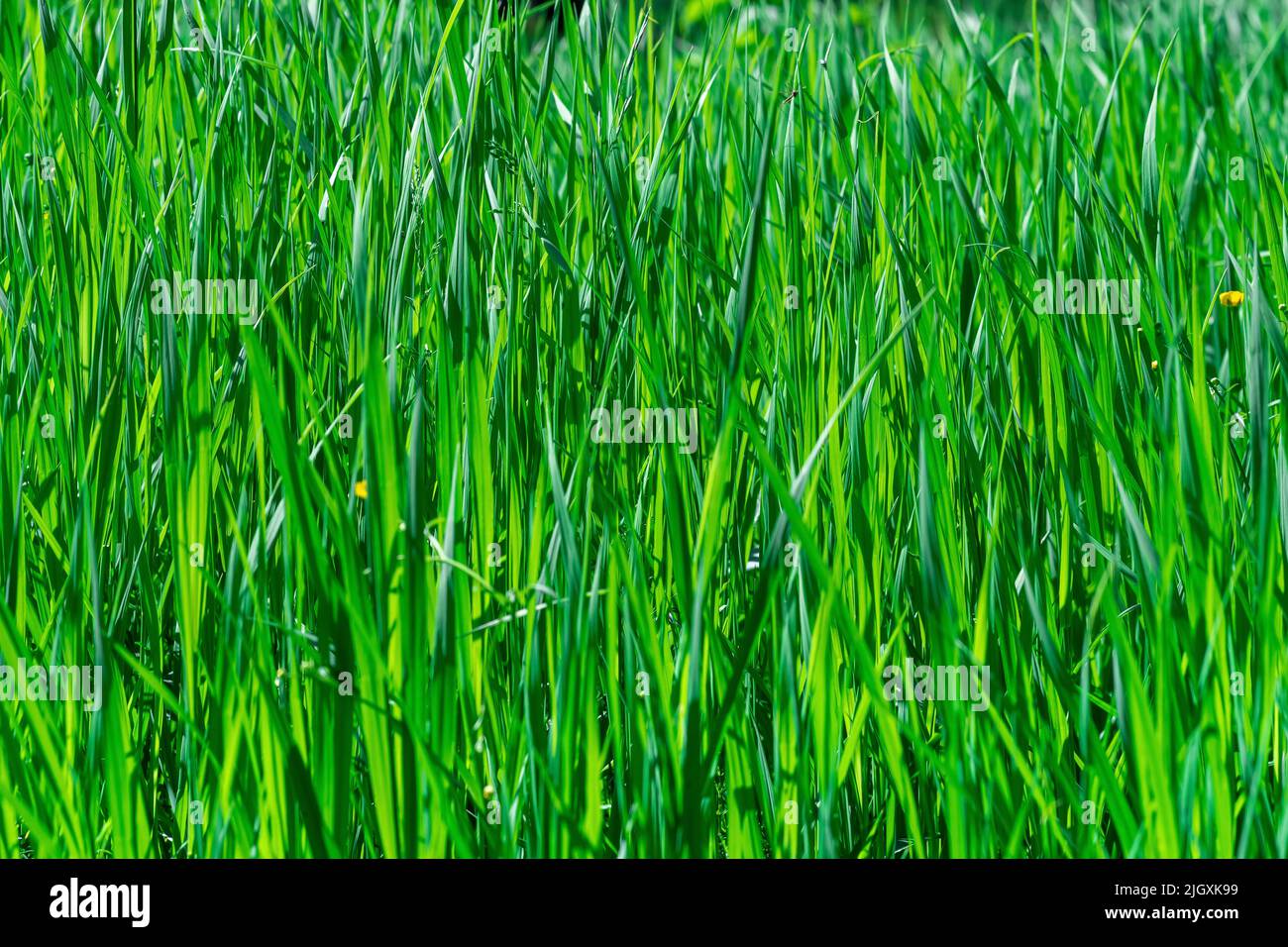 natural background - thickets of green grass sedges illuminated by the ...