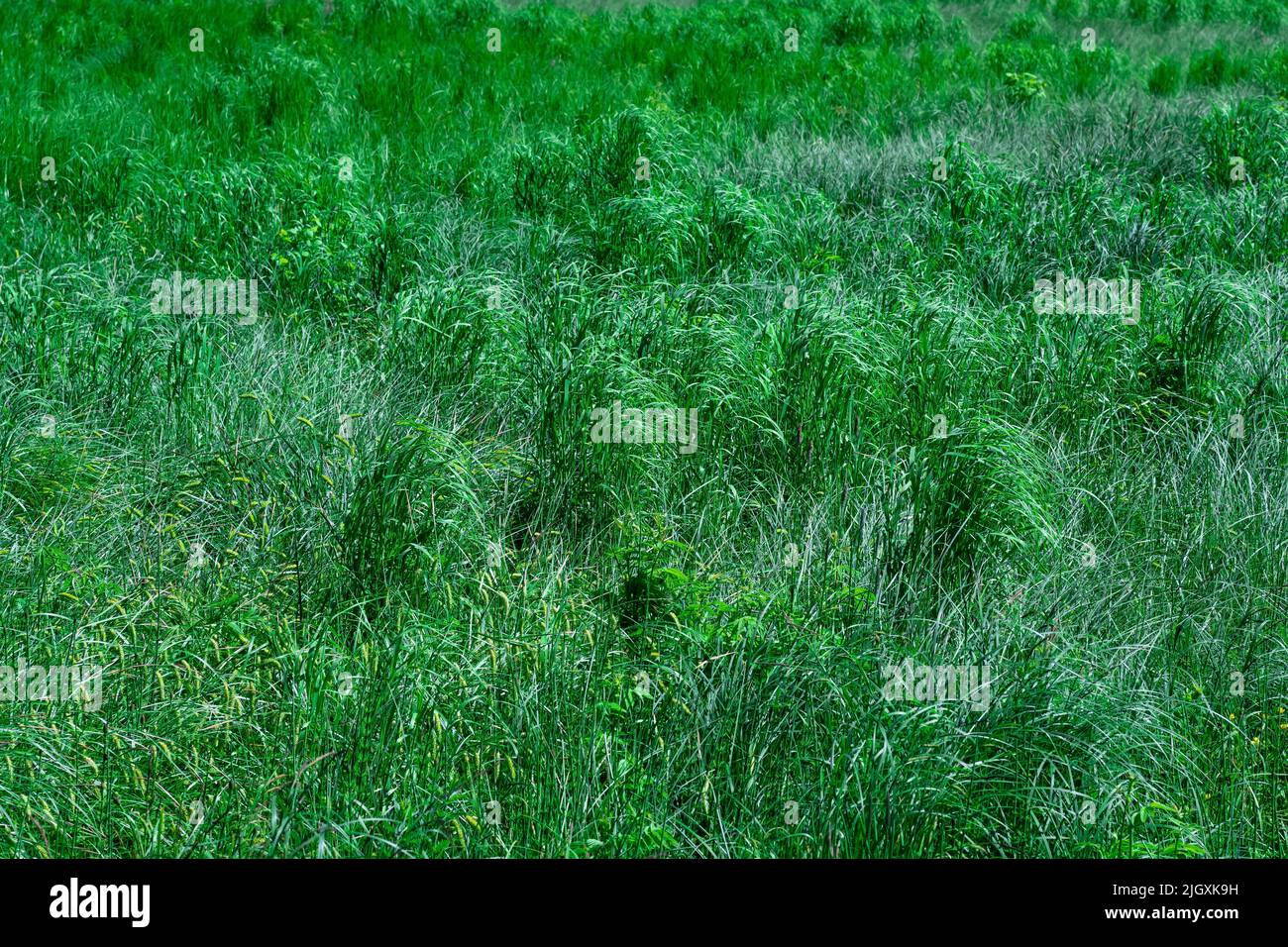 emerald green fen-meadow with green grass sedges on a clear day Stock ...