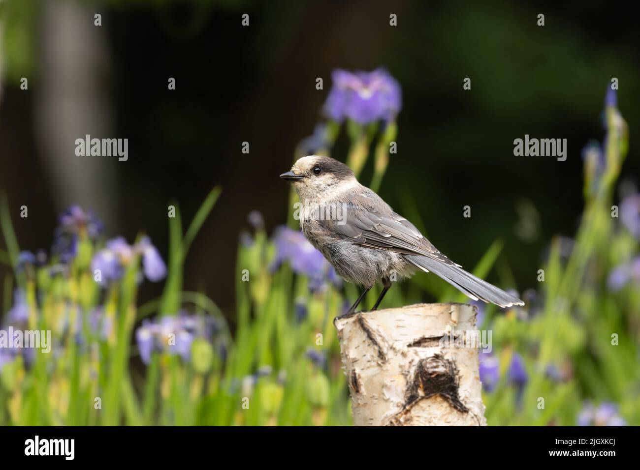 Gray Jay or Canada Jay in Alaska Stock Photo - Alamy