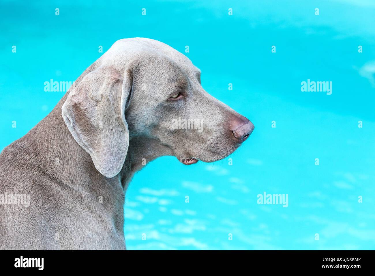 Weimaraner by the garden pool. Hunting dog's head. Weimaraner detail ...