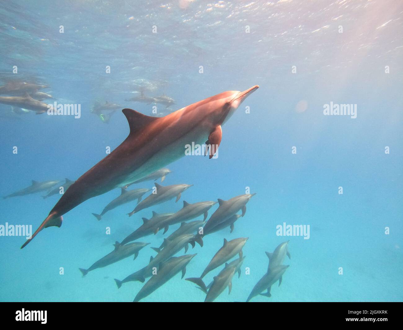 Dolphins swimming underwater in the depths of the Red sea Stock Photo ...