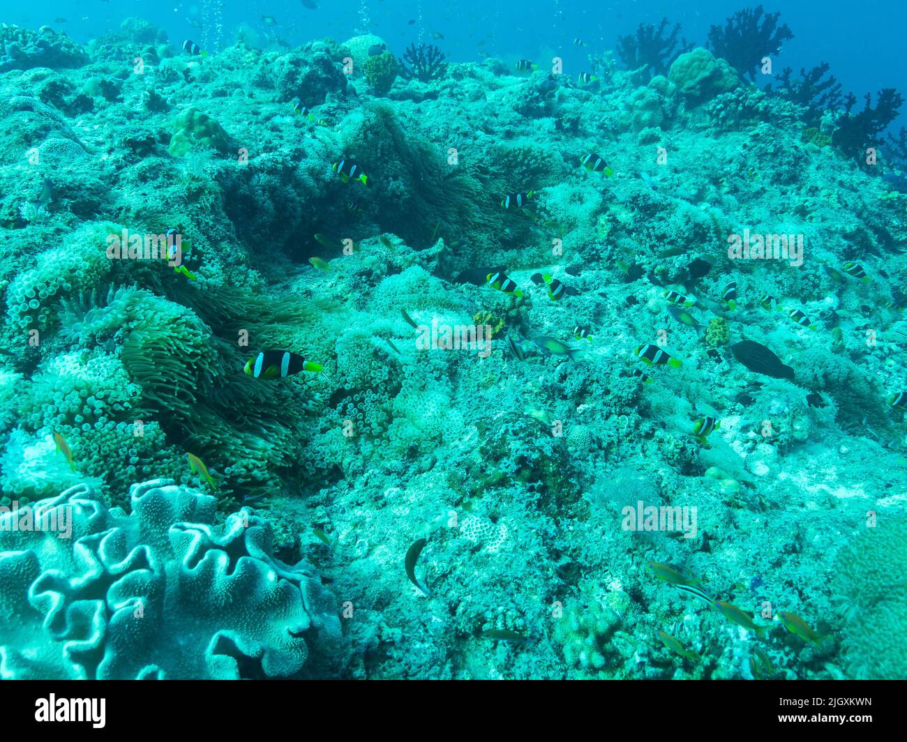 Colorful corals and small exotic fishes in the depths of the Indian ...