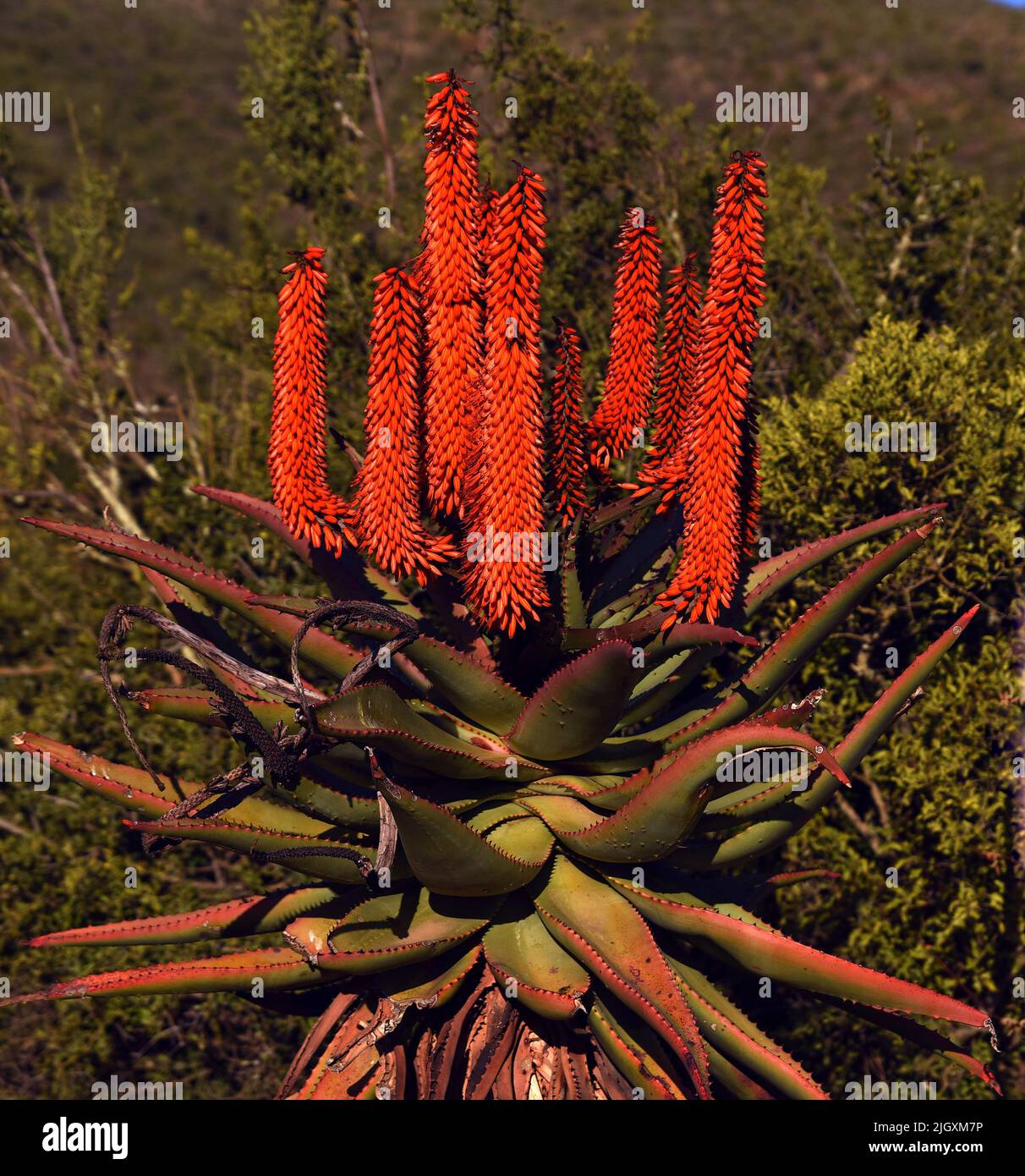 A close up of Aloe ferrox, Klein Karoo Stock Photo - Alamy