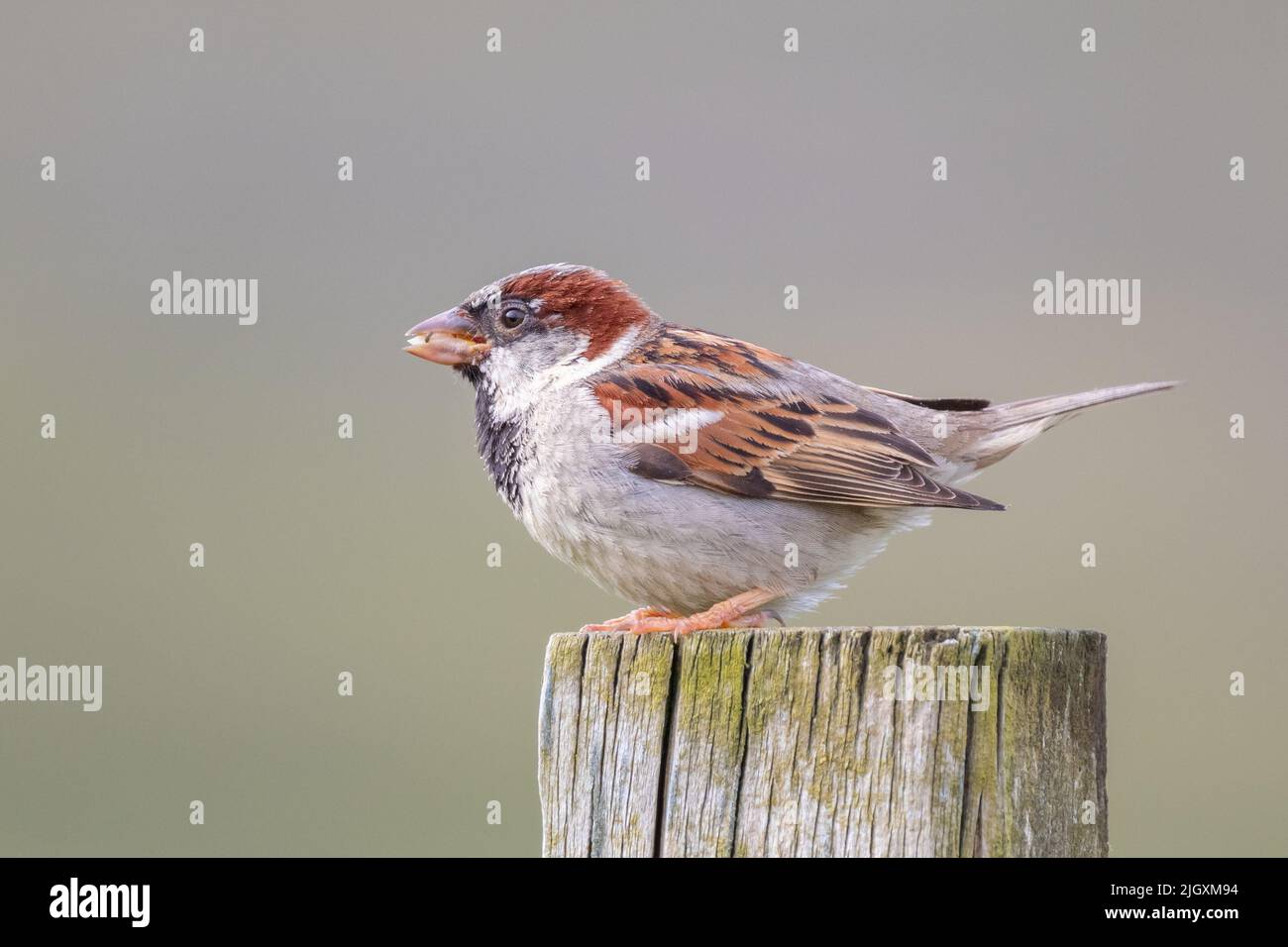 Passer domesticus scotland hi-res stock photography and images - Alamy