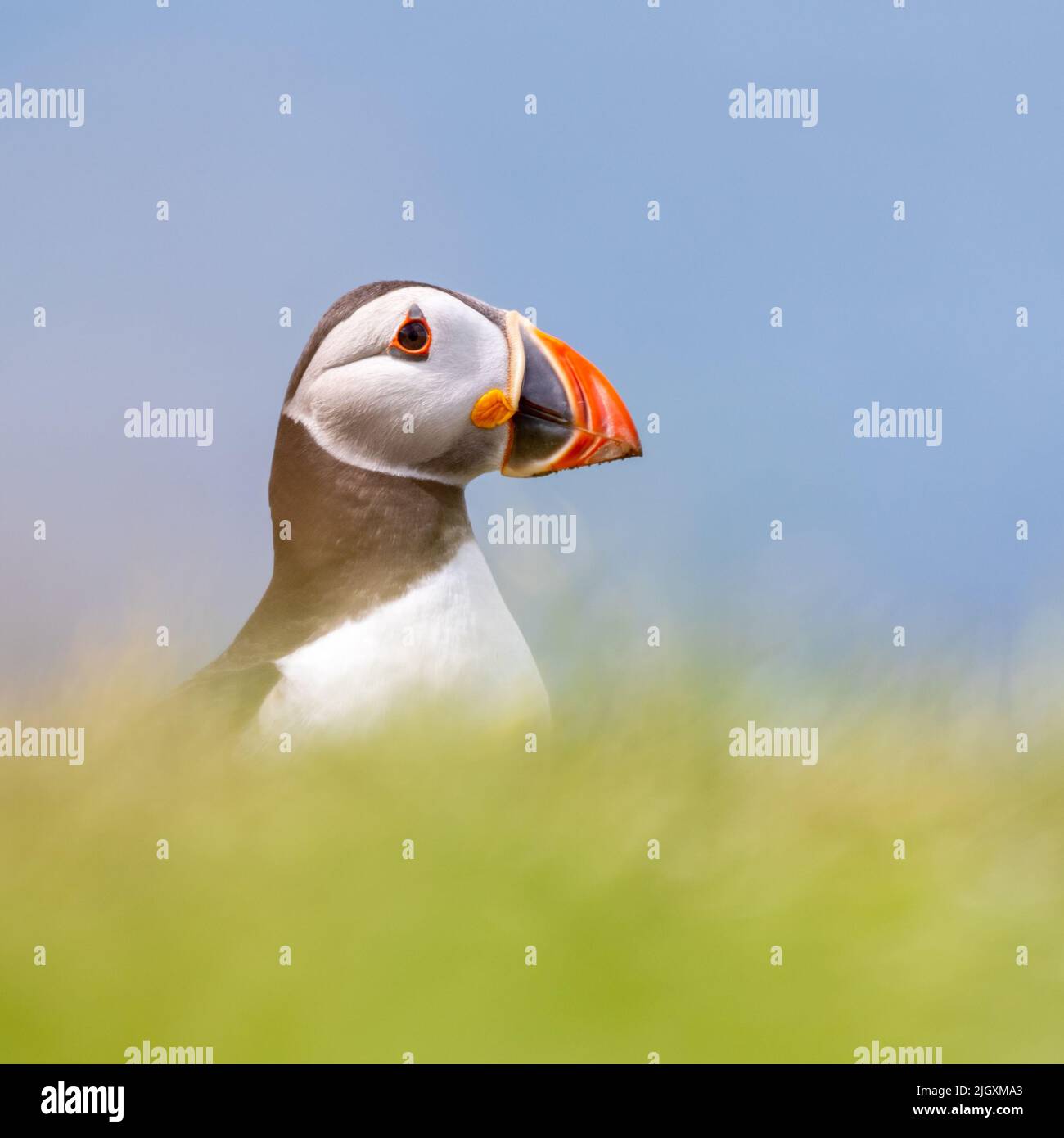 Puffin on the Isle of Lunga (Treshnish Isles, Inner Hebrides), Scotland ...