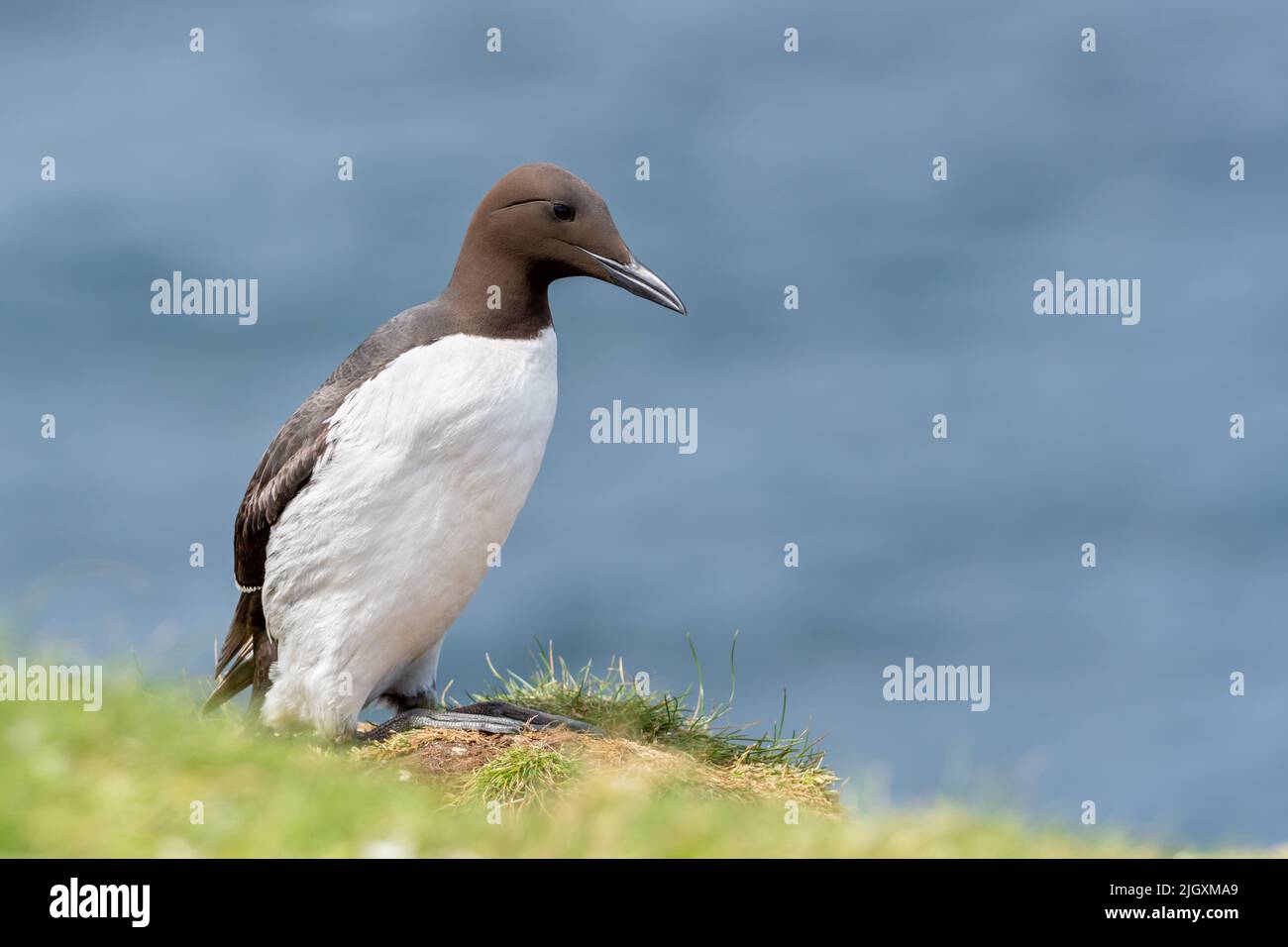 Lunga scotland hi-res stock photography and images - Alamy