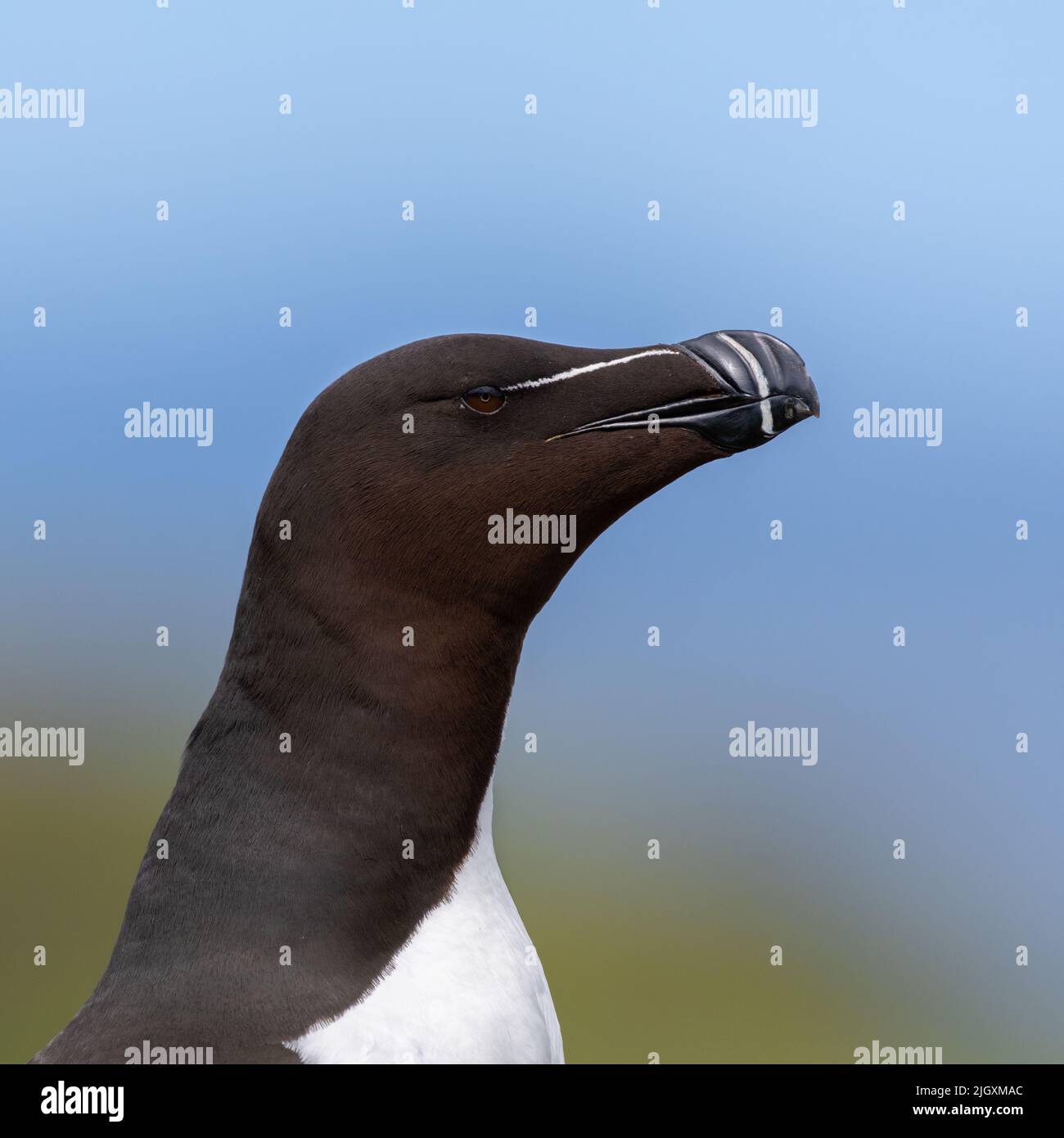 Razorbill bird on Lunga (Treshnish Isles, Inner Hebrides), Scotland, UK ...