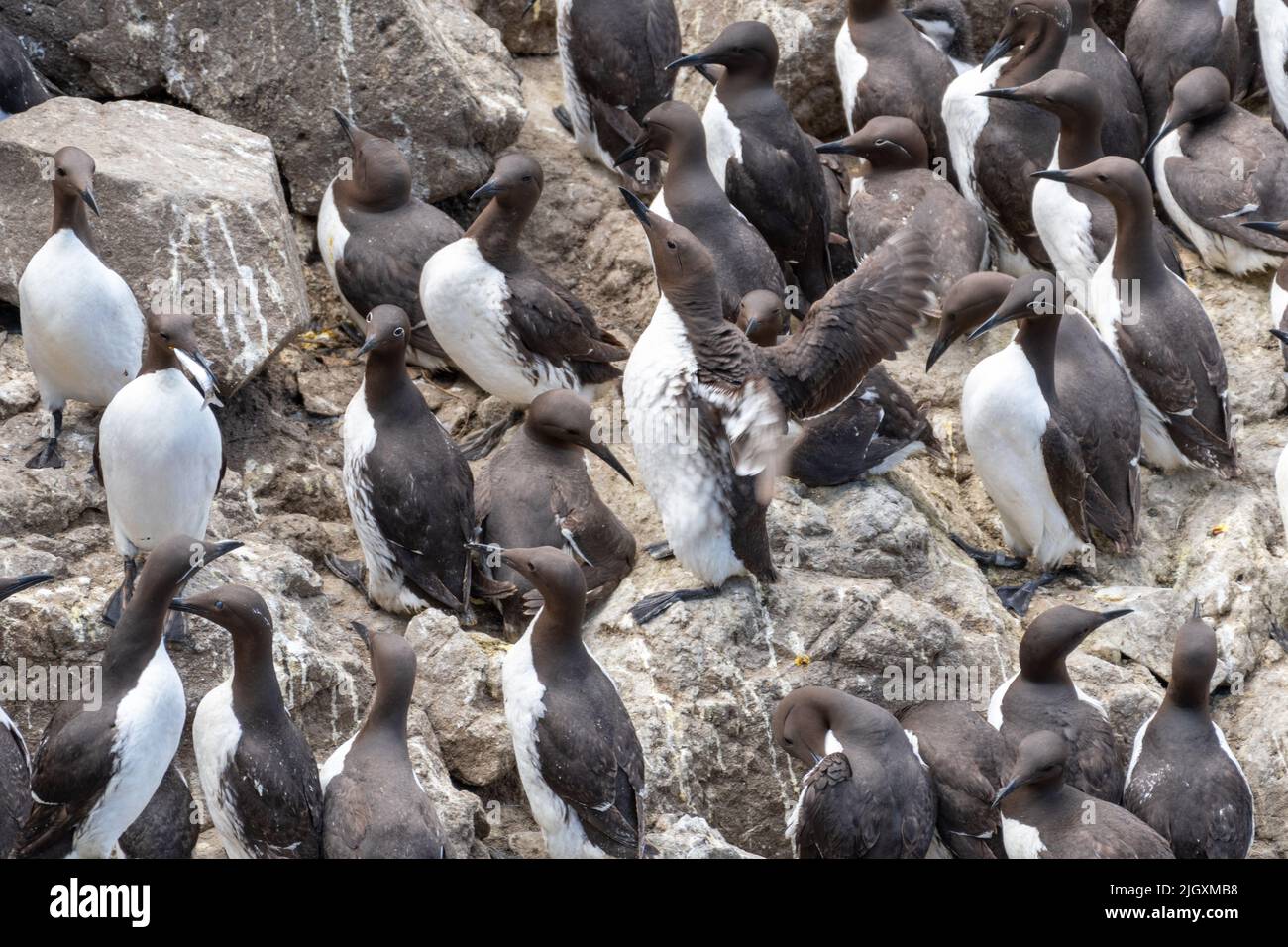 Guillemot birds on Harp Rock, Isle of Lunga, Scotland, UK Stock Photo ...