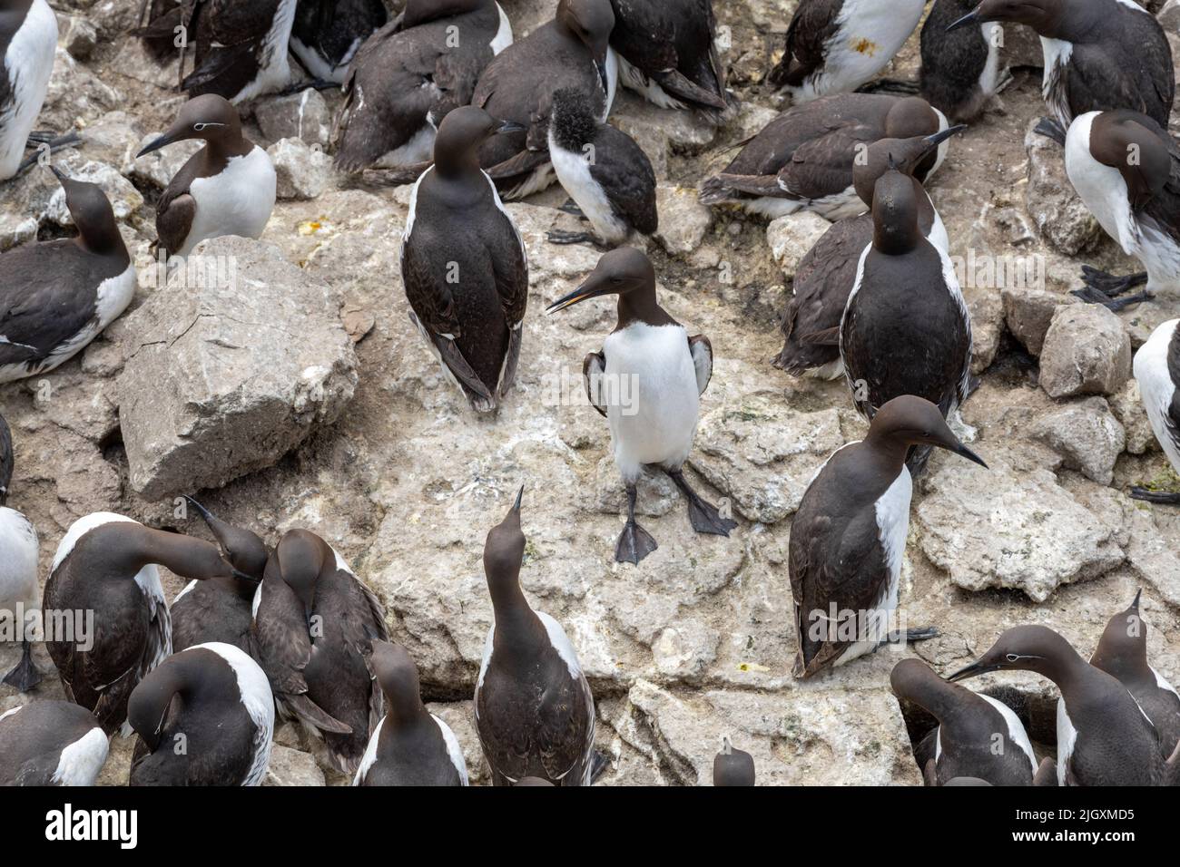 Guillemot birds on Harp Rock, Isle of Lunga, Scotland, UK Stock Photo ...