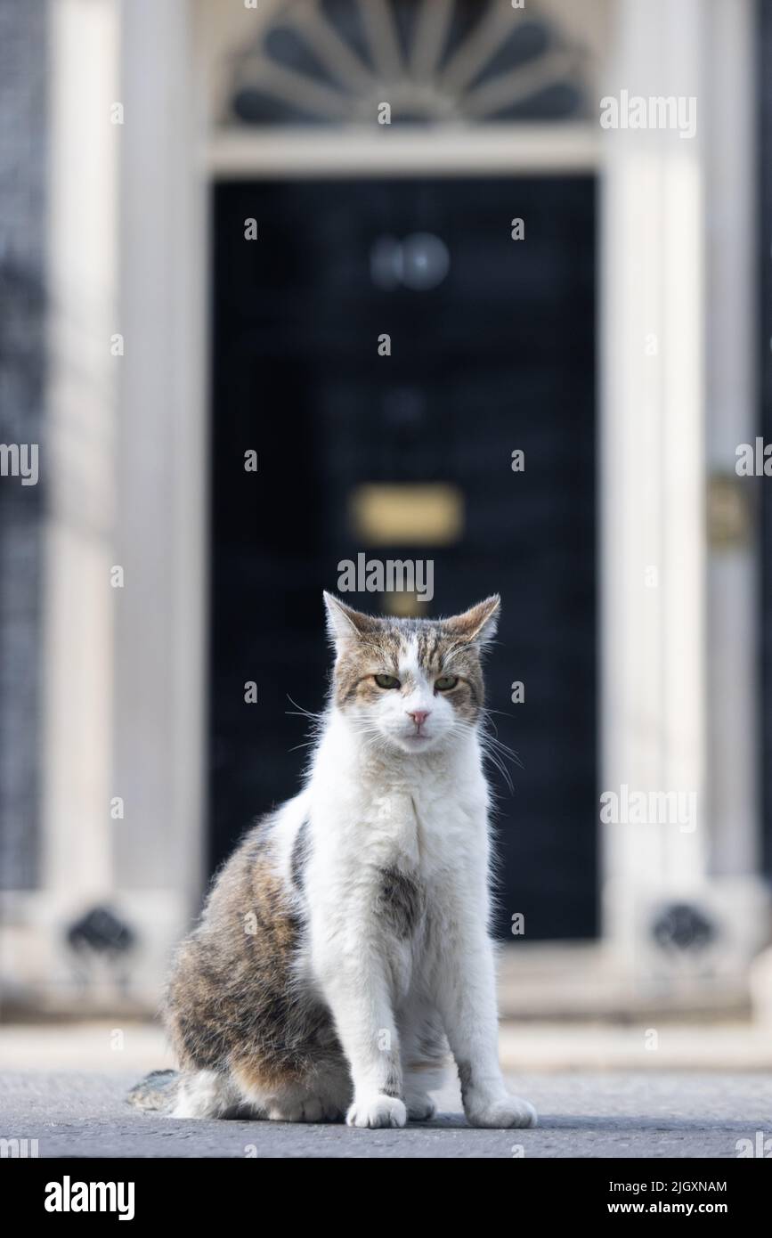 Larry the cat sits in the shade in front of 10 Downing Street ...