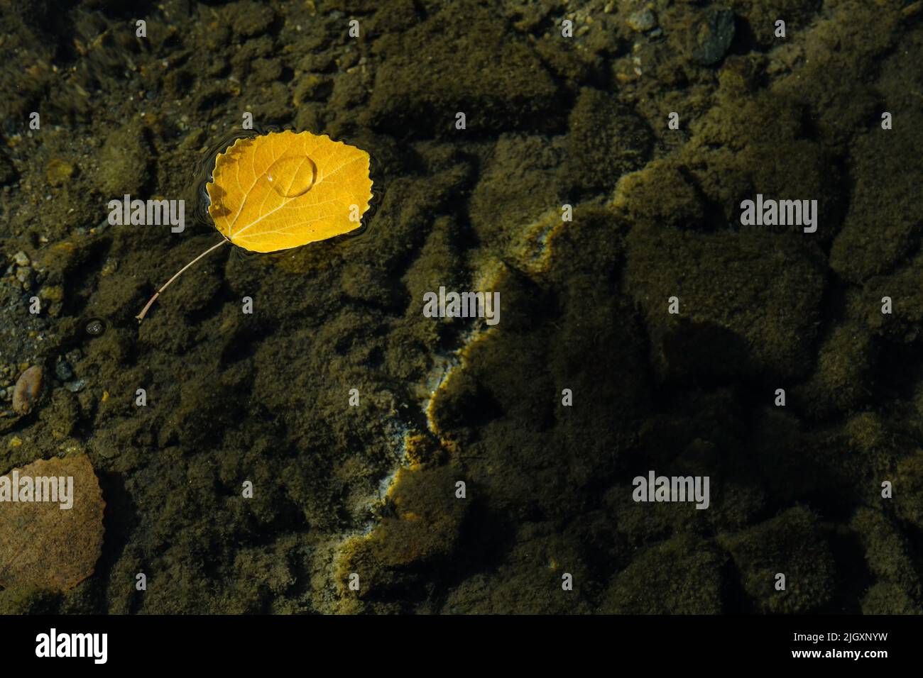 Yellow leaf fallen in lake, with water drop on leaf surface. Abstract ...