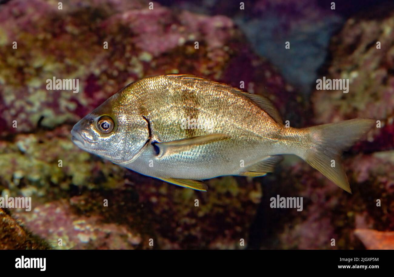 White fishes hi-res stock photography and images - Alamy