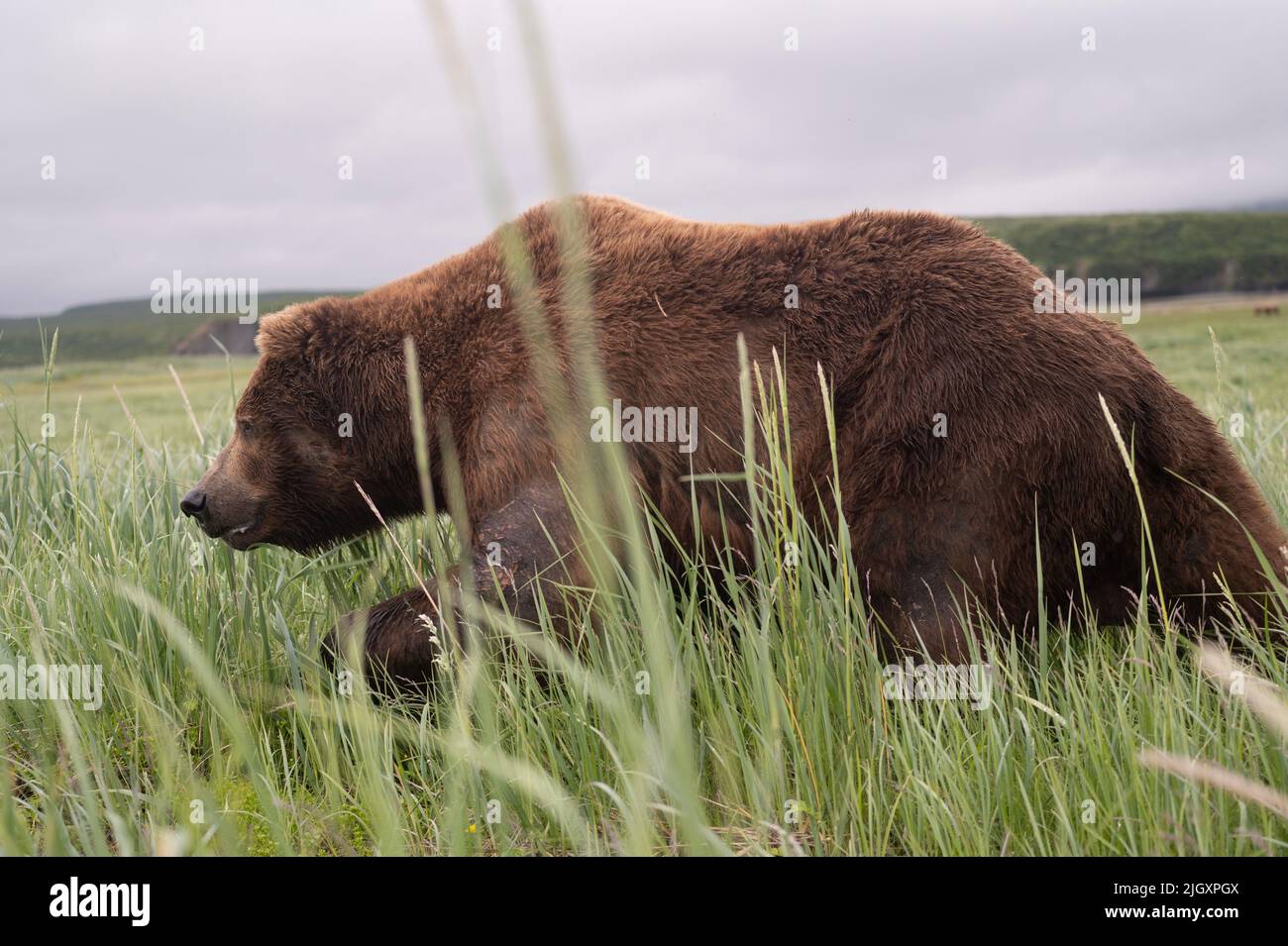 An Alaskan brown bear moving along a trail through high vegetation in ...