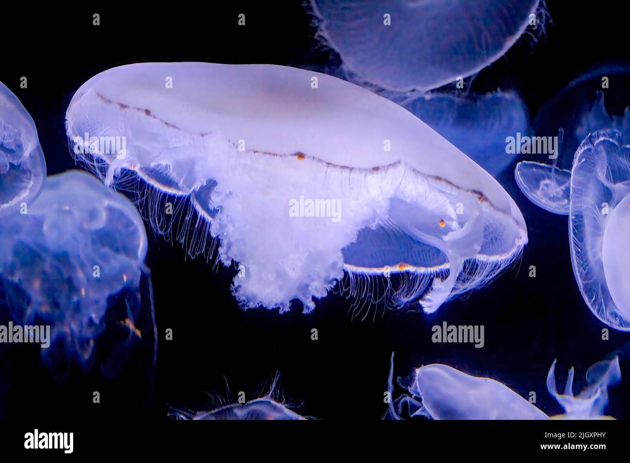 Aurelia aurita jellyfish hi-res stock photography and images - Alamy