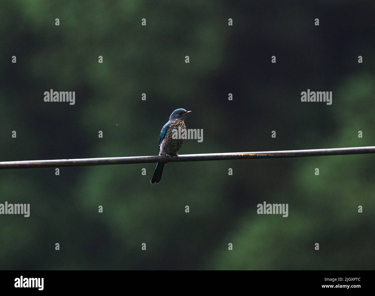 Asian flycatcher bird hi-res stock photography and images - Alamy