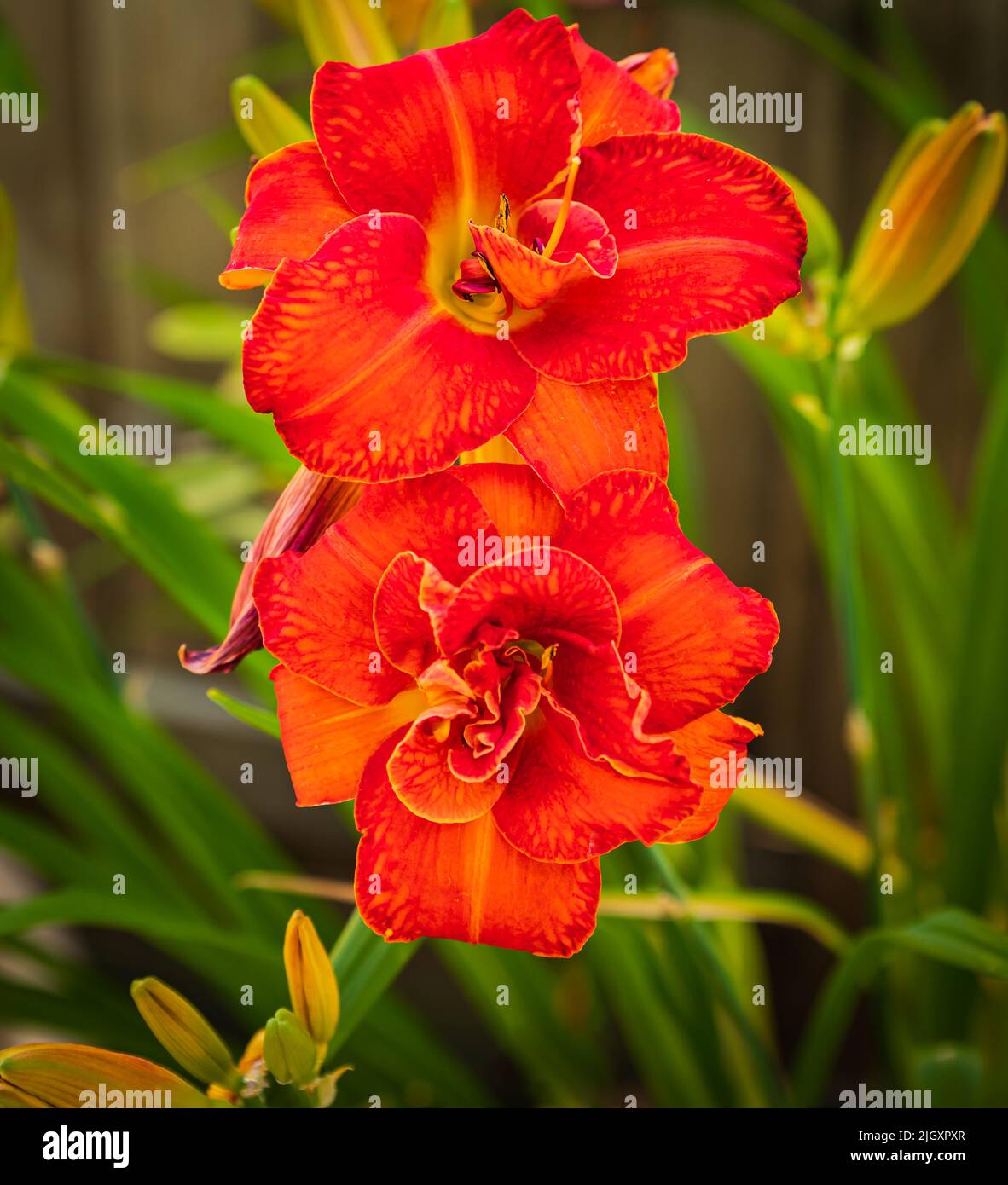 Red gladiolus flowers on natural background. Gorgeous orange gladiolus ...