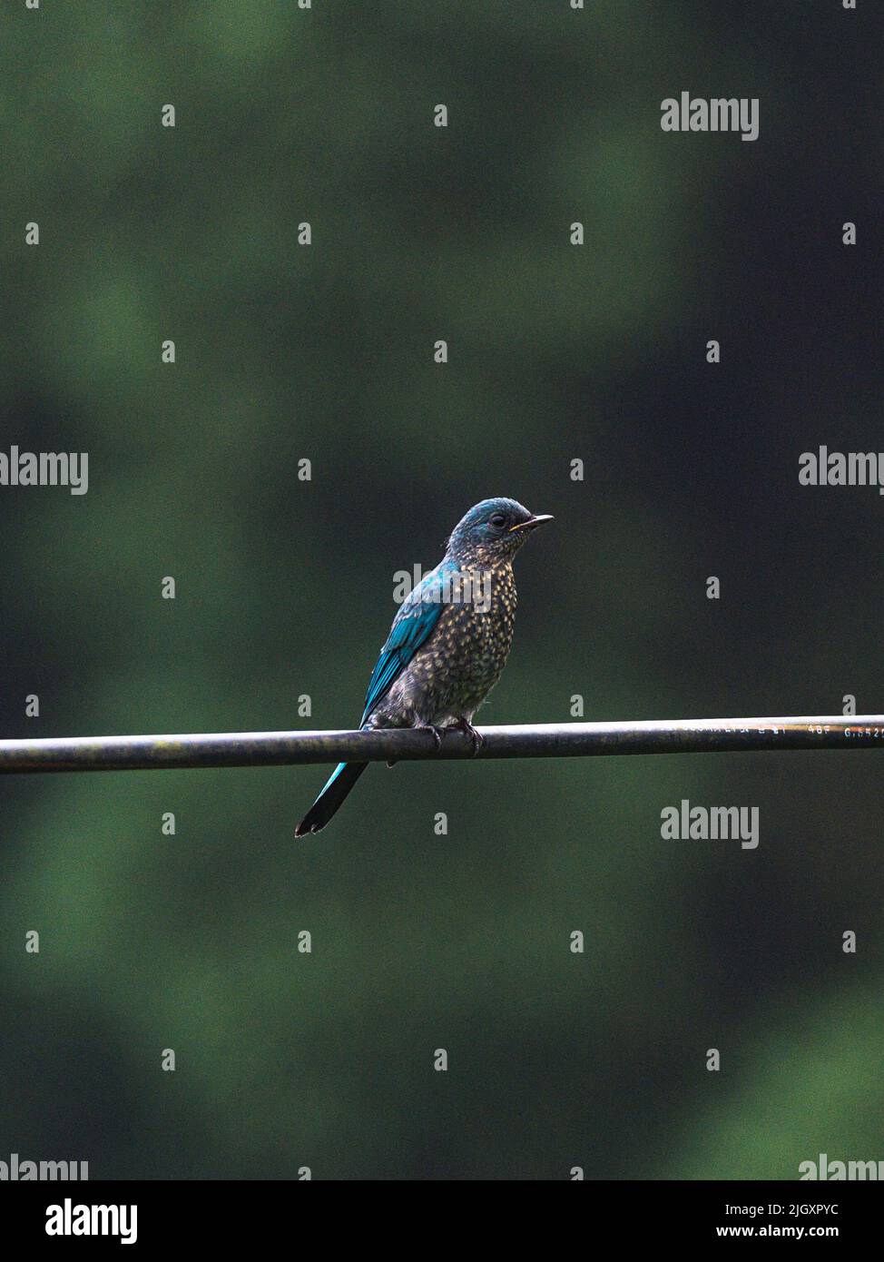 Wild juvenile verditer flycatcher hi-res stock photography and images ...