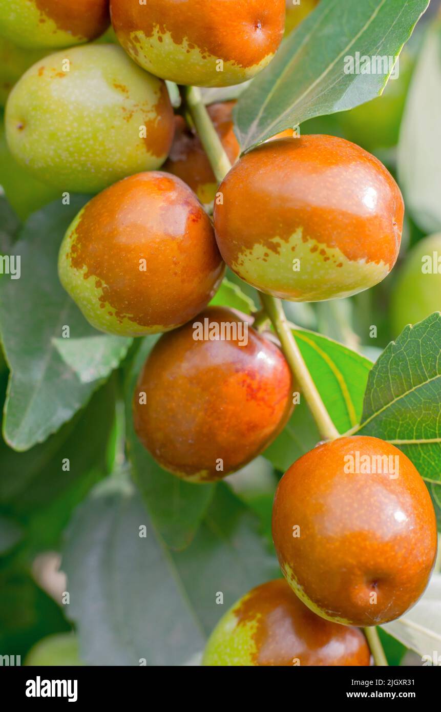 Ripe fruits of Chinese date on a tree branch. Ripe jojoba Stock Photo ...