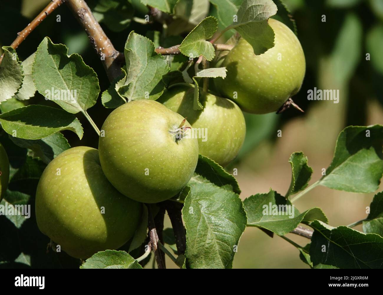 Lot yellow green apples hi-res stock photography and images - Alamy