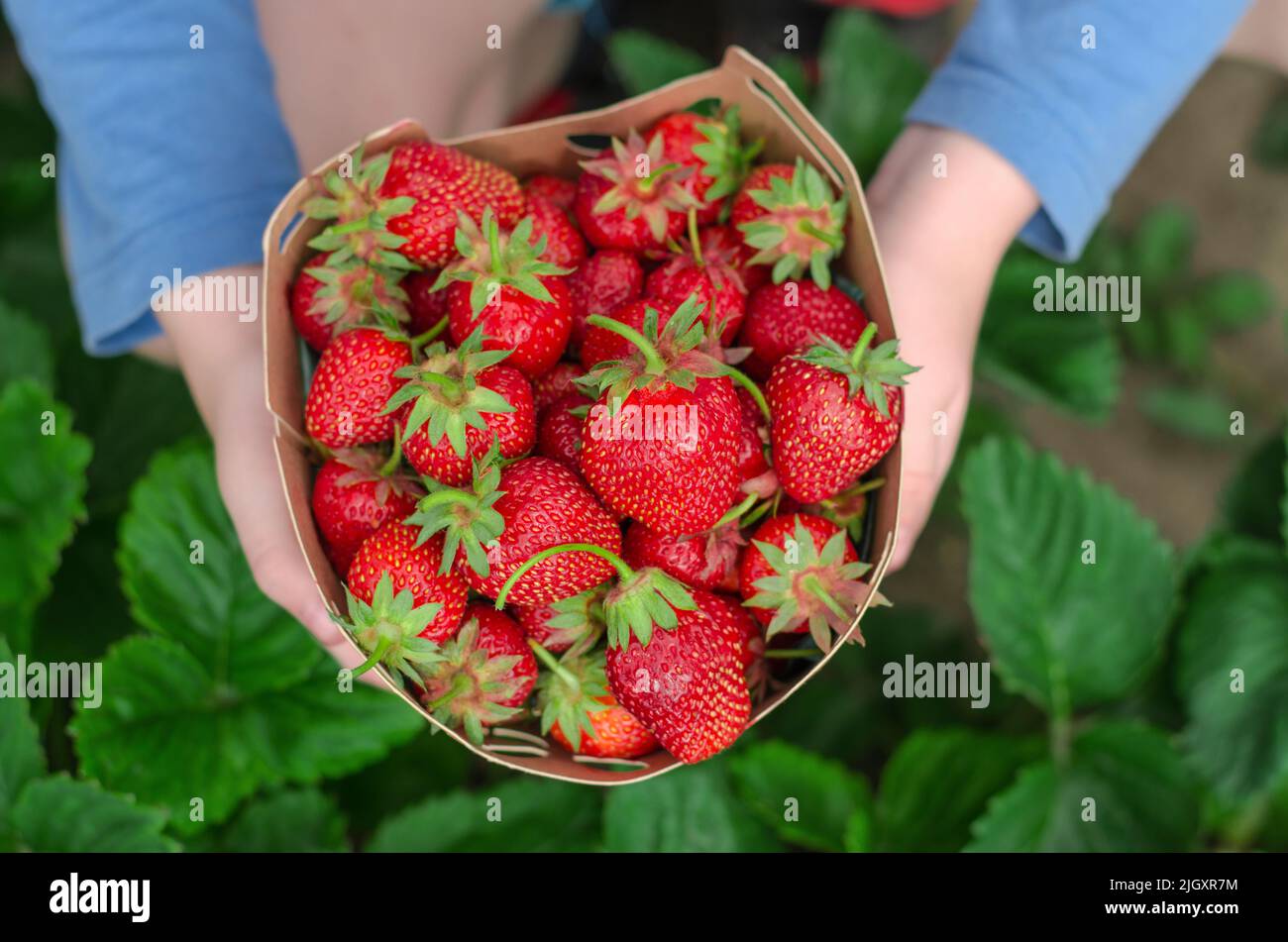 Cardboard box with fresh strawberries in children's hands, close-up ...