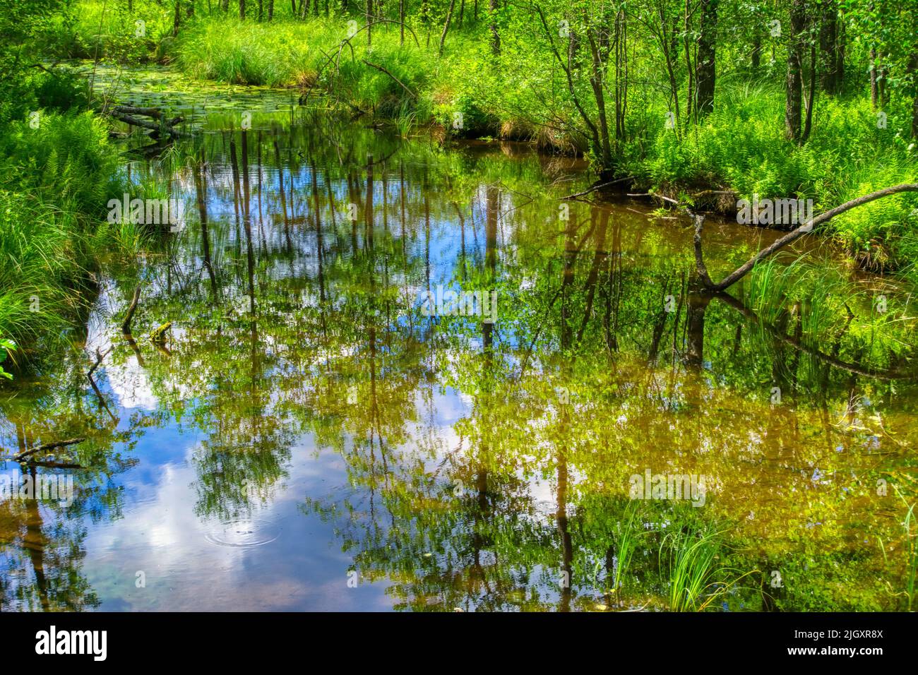 River in forest - Ruciane-Nida, Masuria, Poland Stock Photo - Alamy