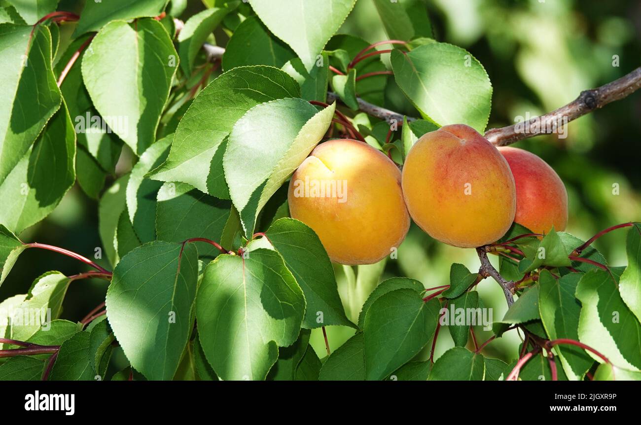 Lots of hands tree hi-res stock photography and images - Alamy