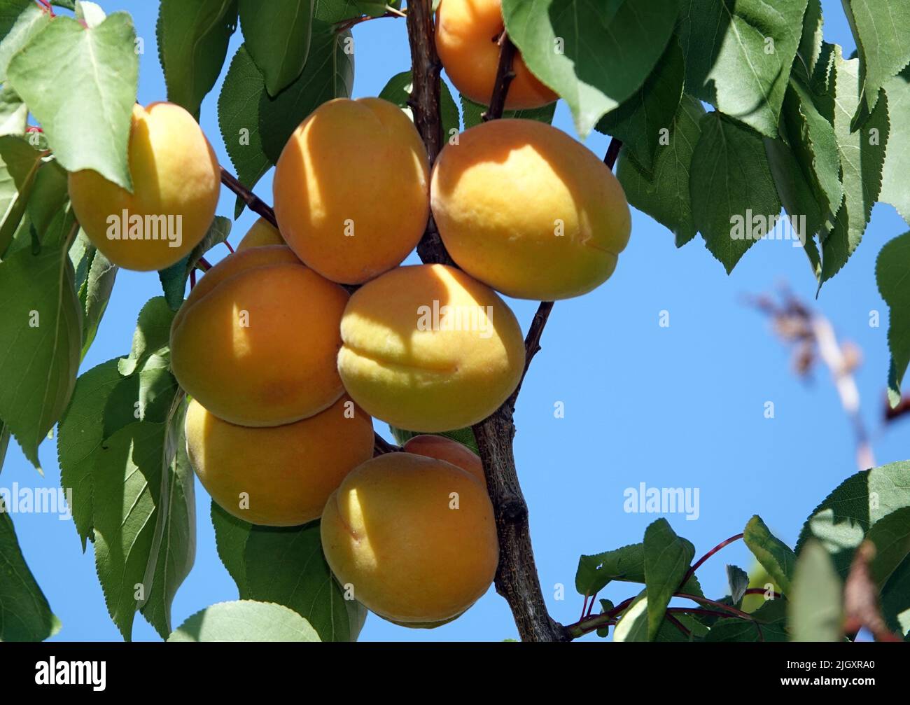 Lots of hands tree hi-res stock photography and images - Alamy