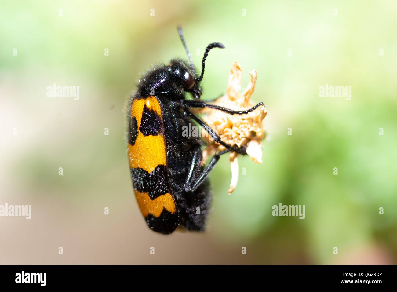 Colorful insect, yellow and black beetle, Mylabris. Blur background ...