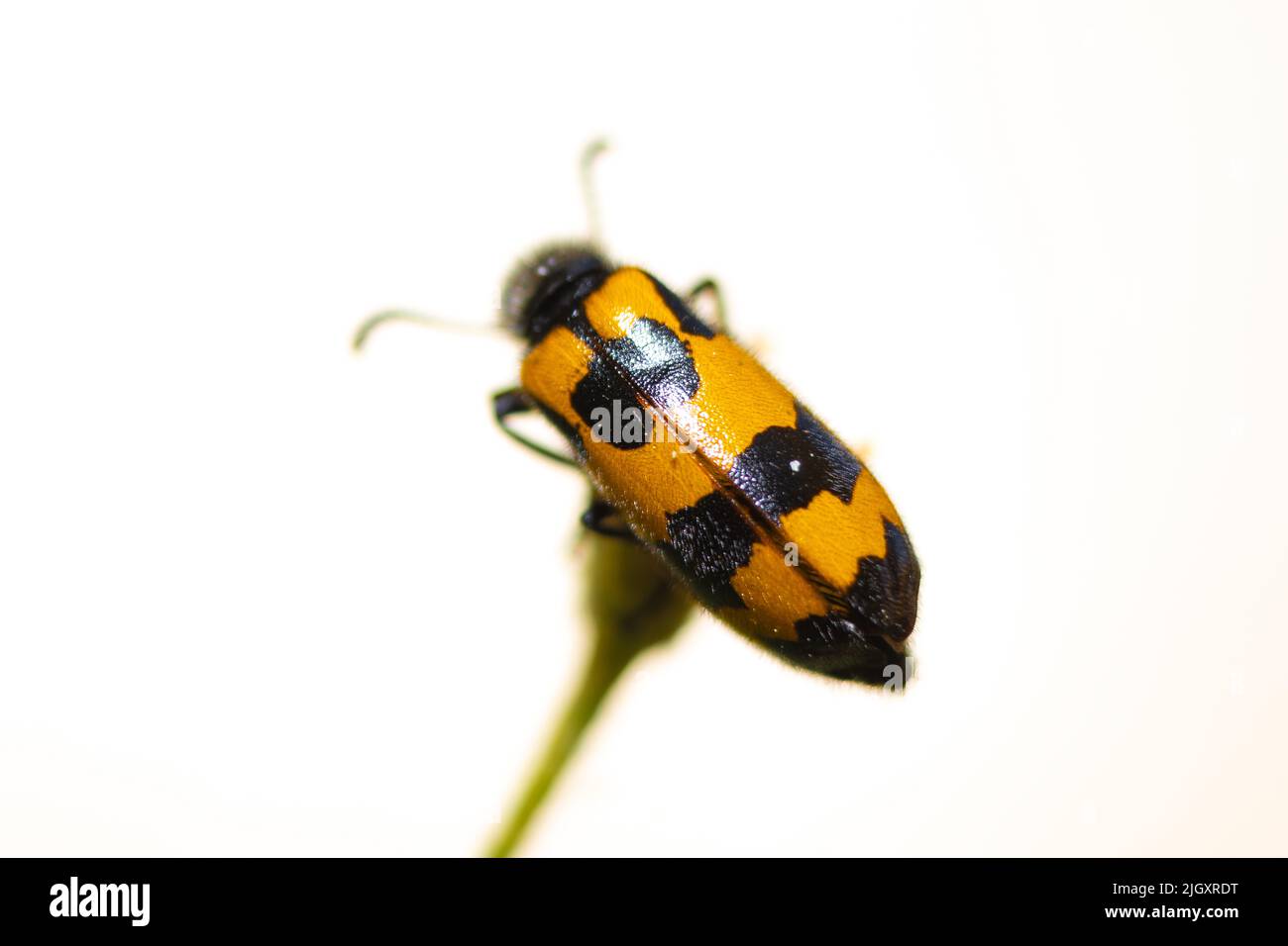 Colorful insect, yellow and black beetle, Mylabris. White background ...