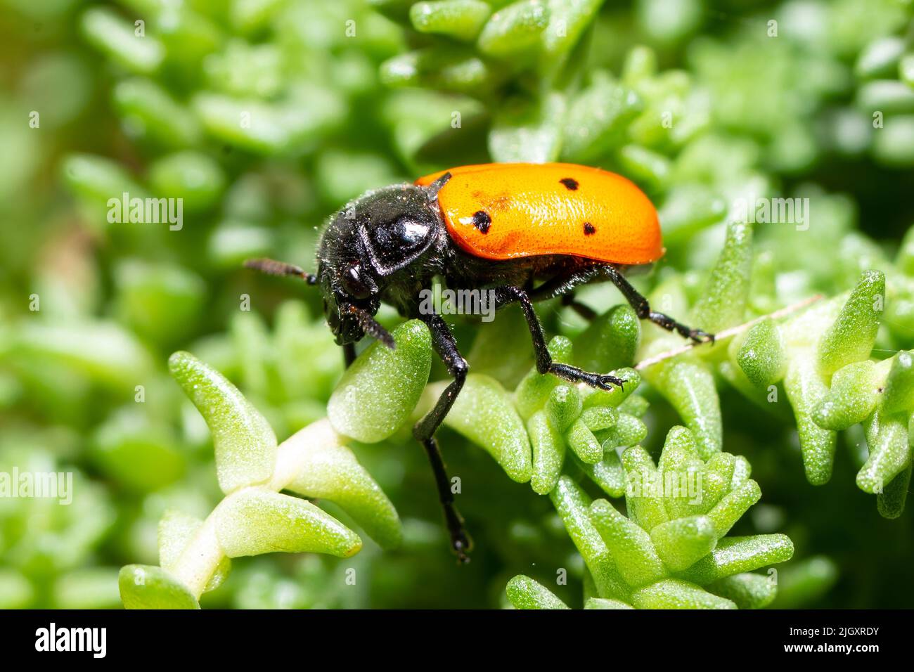 Yellow and black beetle above plants, pollinator Clytrinae. Clytrini ...