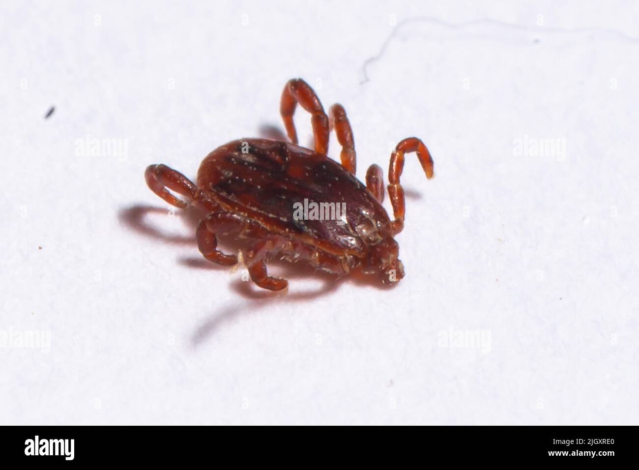 Tick, Ixodida, whit white background, close-up photo, macrophotography ...