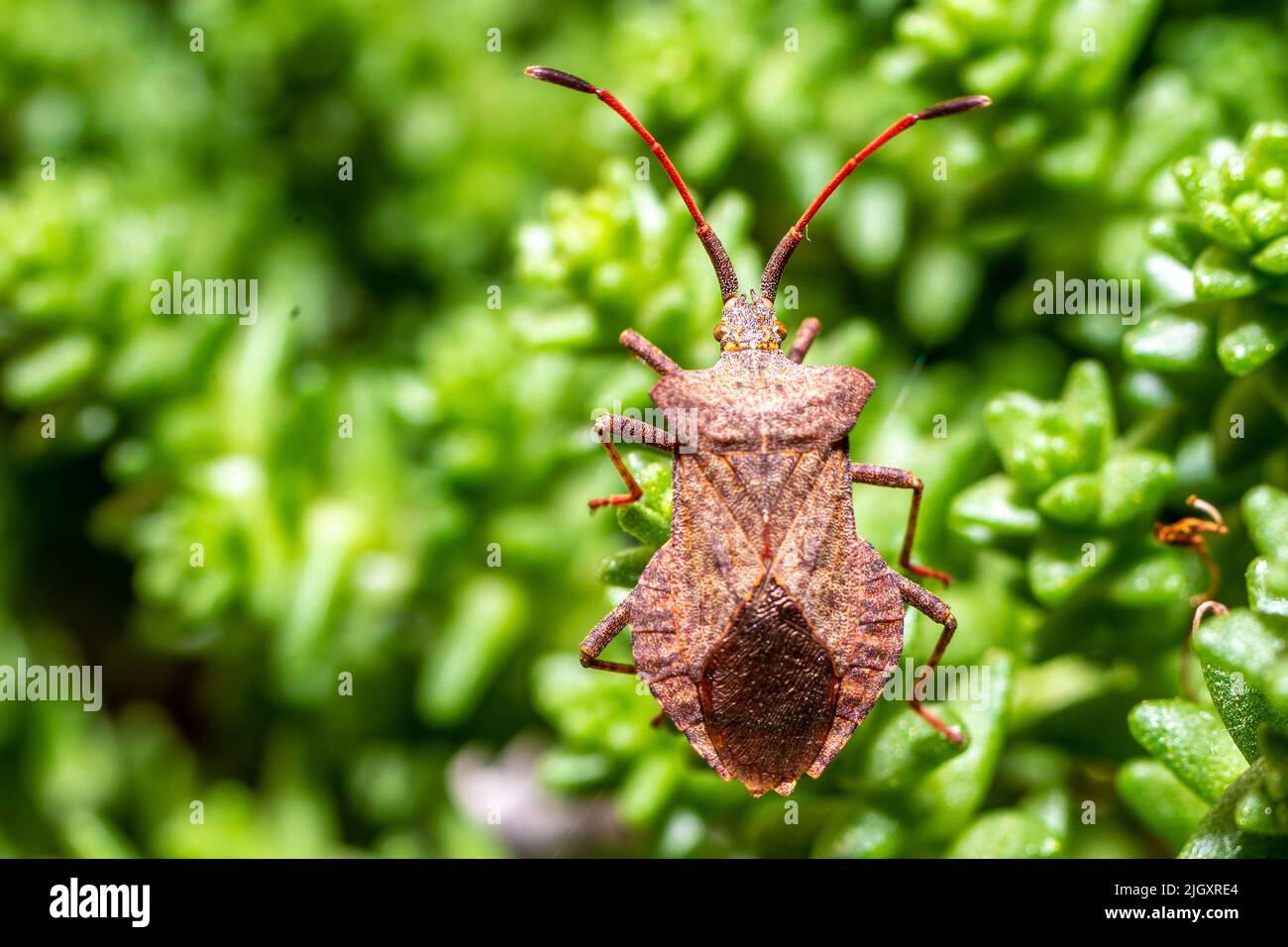 Brown true bug, dock bug, Coreus marginatus above a plant. Coreidae in ...