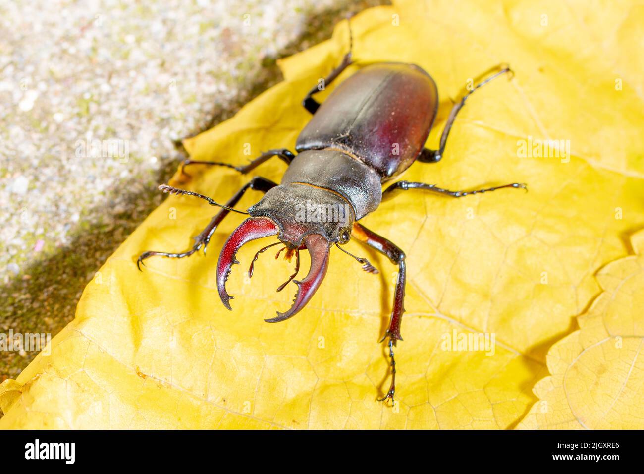 European stag beetle, Lucanus cervus, male with large mandibles close ...