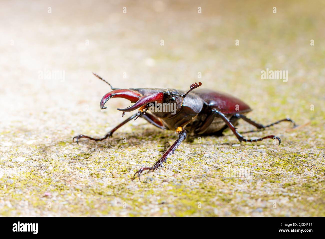 European stag beetle, Lucanus cervus, male with large mandibles close ...