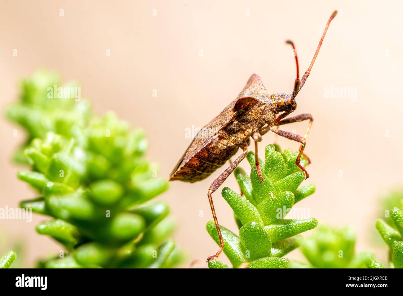 Brown true bug, dock bug, Coreus marginatus above a plant. Coreidae in ...