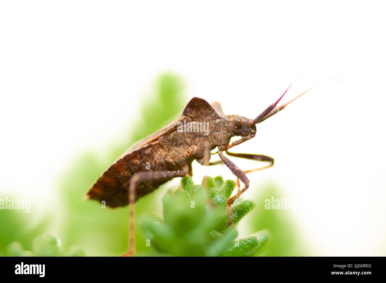 Brown true bug, dock bug, Coreus marginatus above a plant. Coreidae in ...