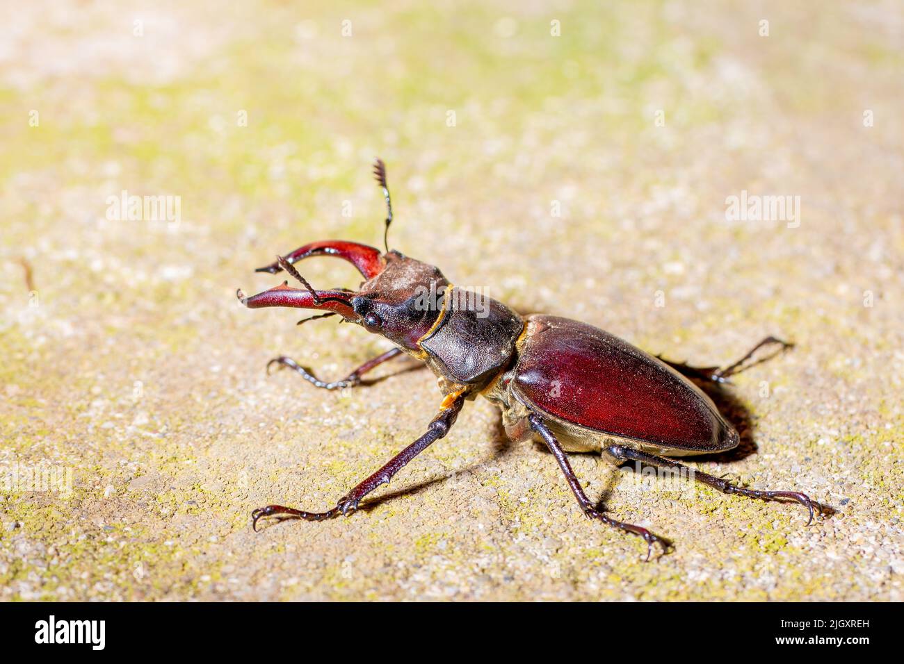 European stag beetle, Lucanus cervus, male with large mandibles close ...