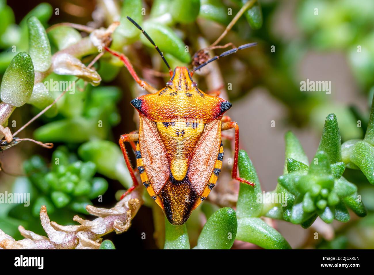 Exotic color insect, Red shield bug, Carpocoris mediterraneus. Frontal ...