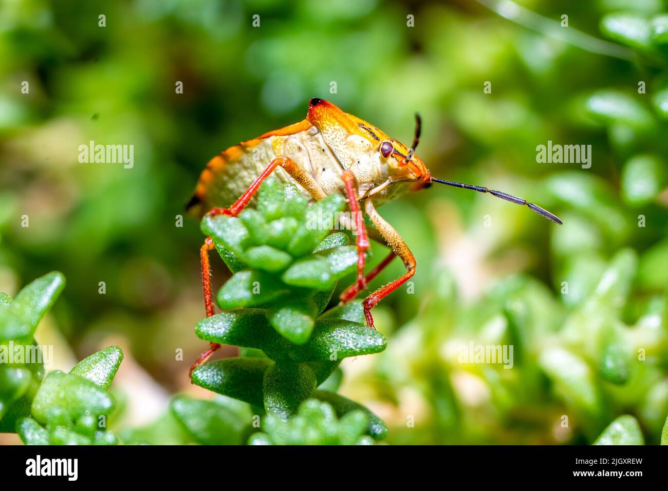 Exotic color insect, Red shield bug, Carpocoris mediterraneus. Frontal ...
