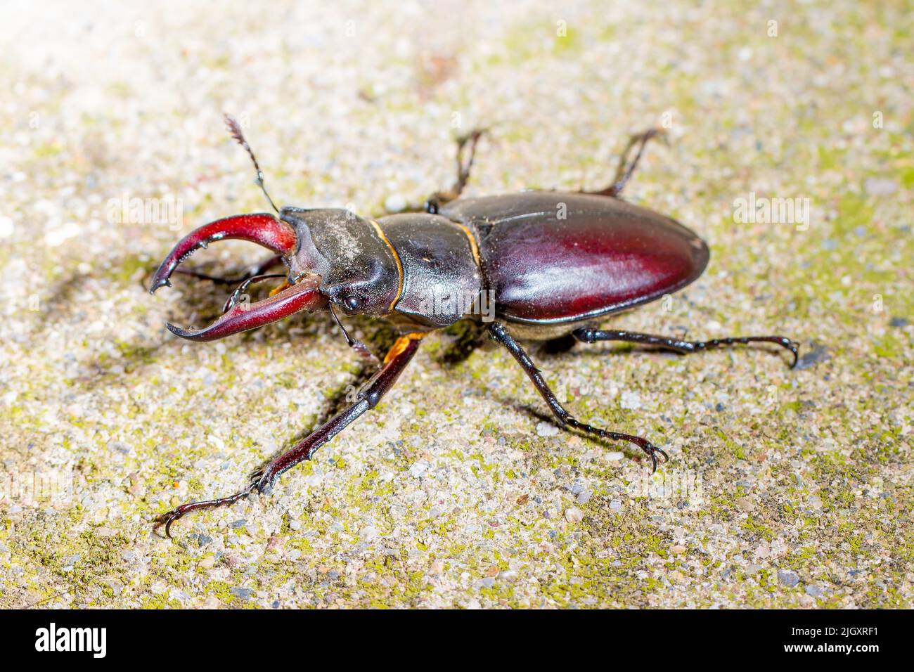 European stag beetle, Lucanus cervus, male with large mandibles close ...