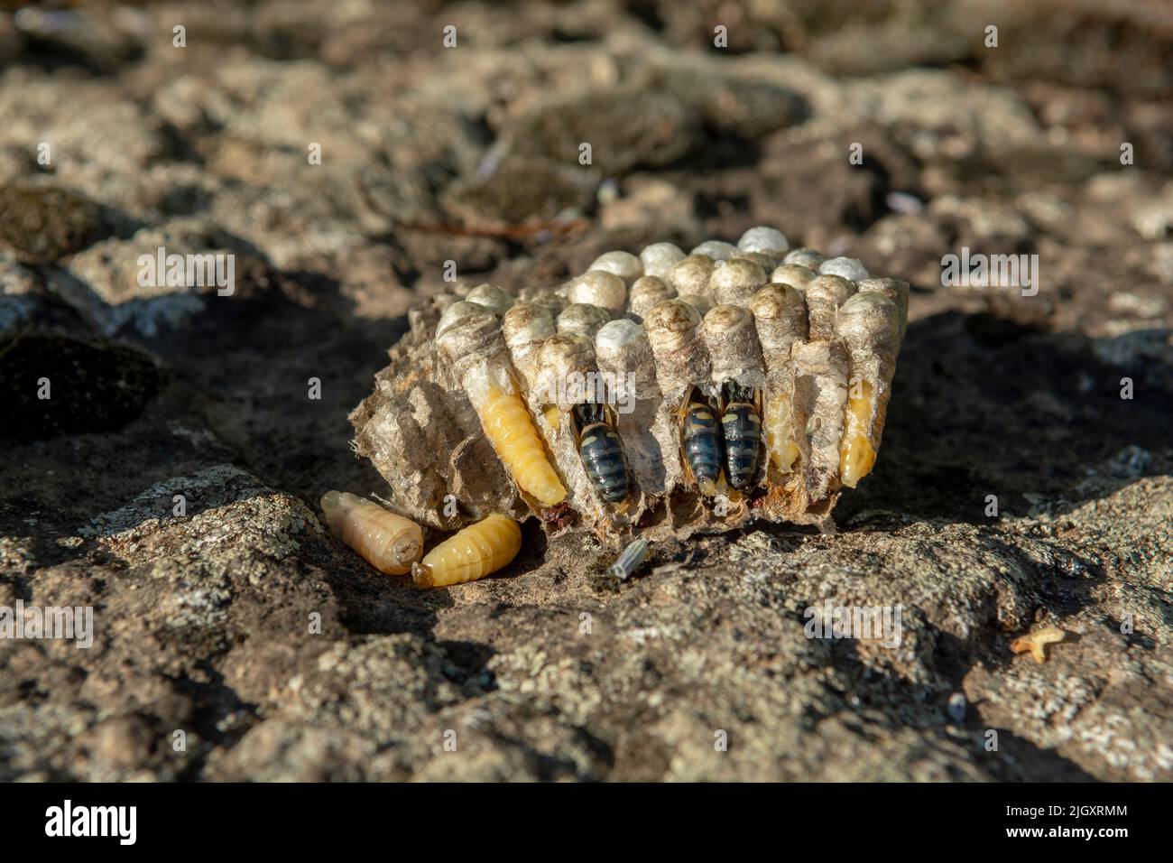 Cross section wasp nest hi-res stock photography and images - Alamy
