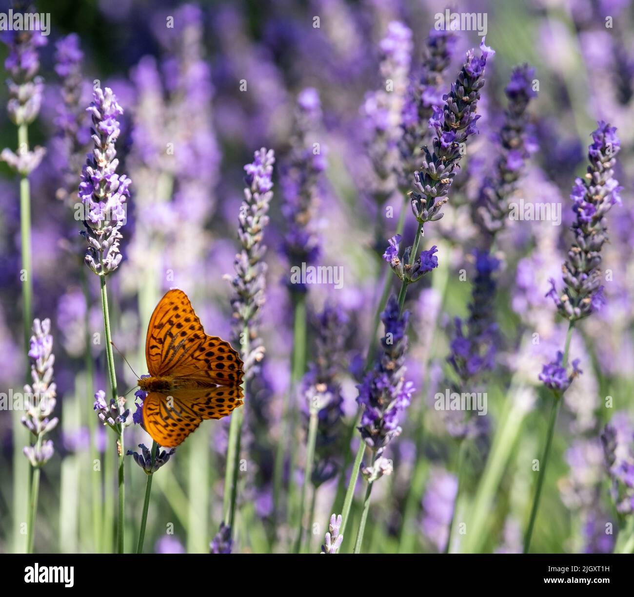 Orange spotted fritillary butterfly on lavender in the garden at Jardin ...