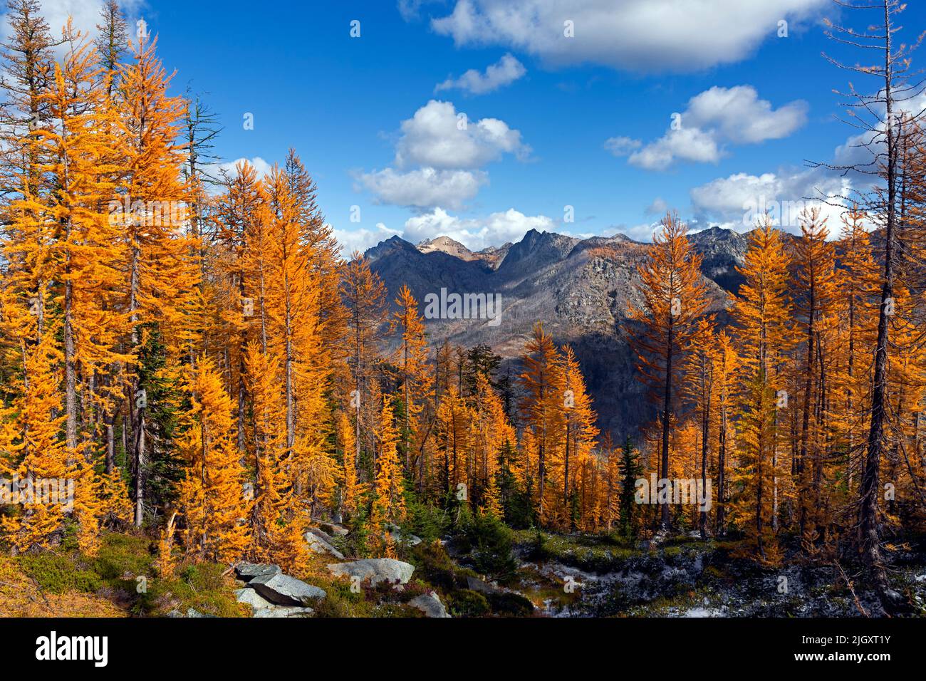 WA21717-00...WASHINGTON - Alpine larch trees along the Garland Peak ...