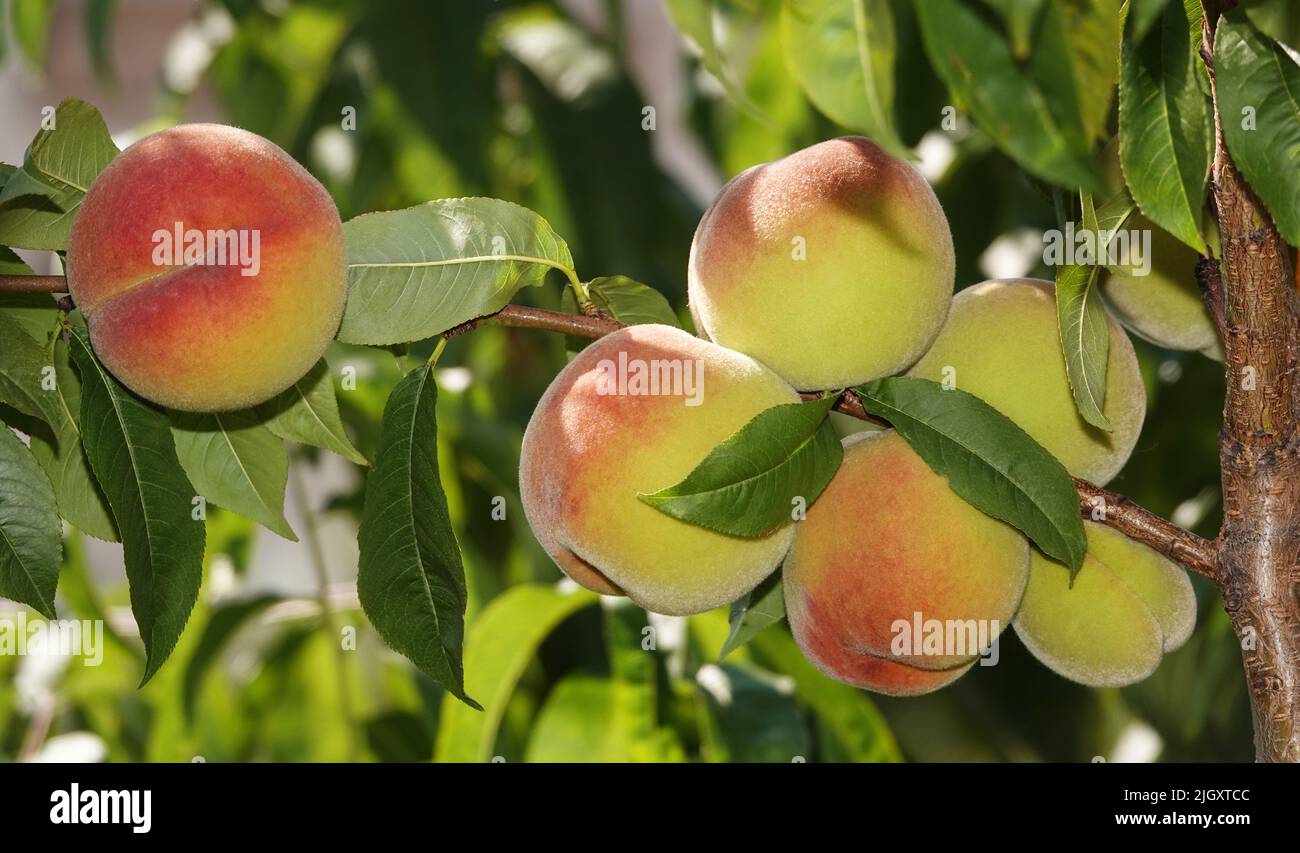 Peach grow green house hi-res stock photography and images - Alamy