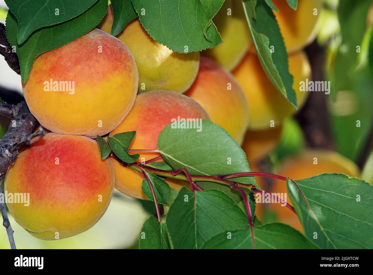 Lots of hands tree hi-res stock photography and images - Alamy